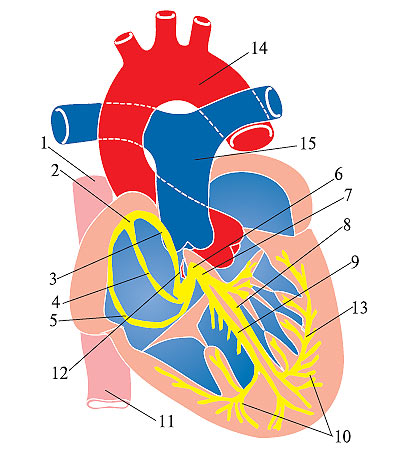 Будова серцево-судинної та лімфатичної системи | Настанова з ...
